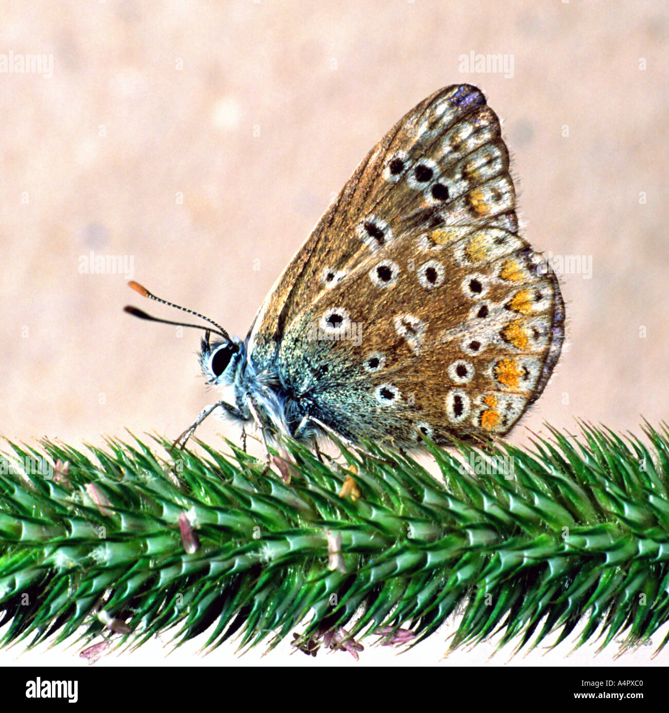Common blue butterfly Stock Photo - Alamy