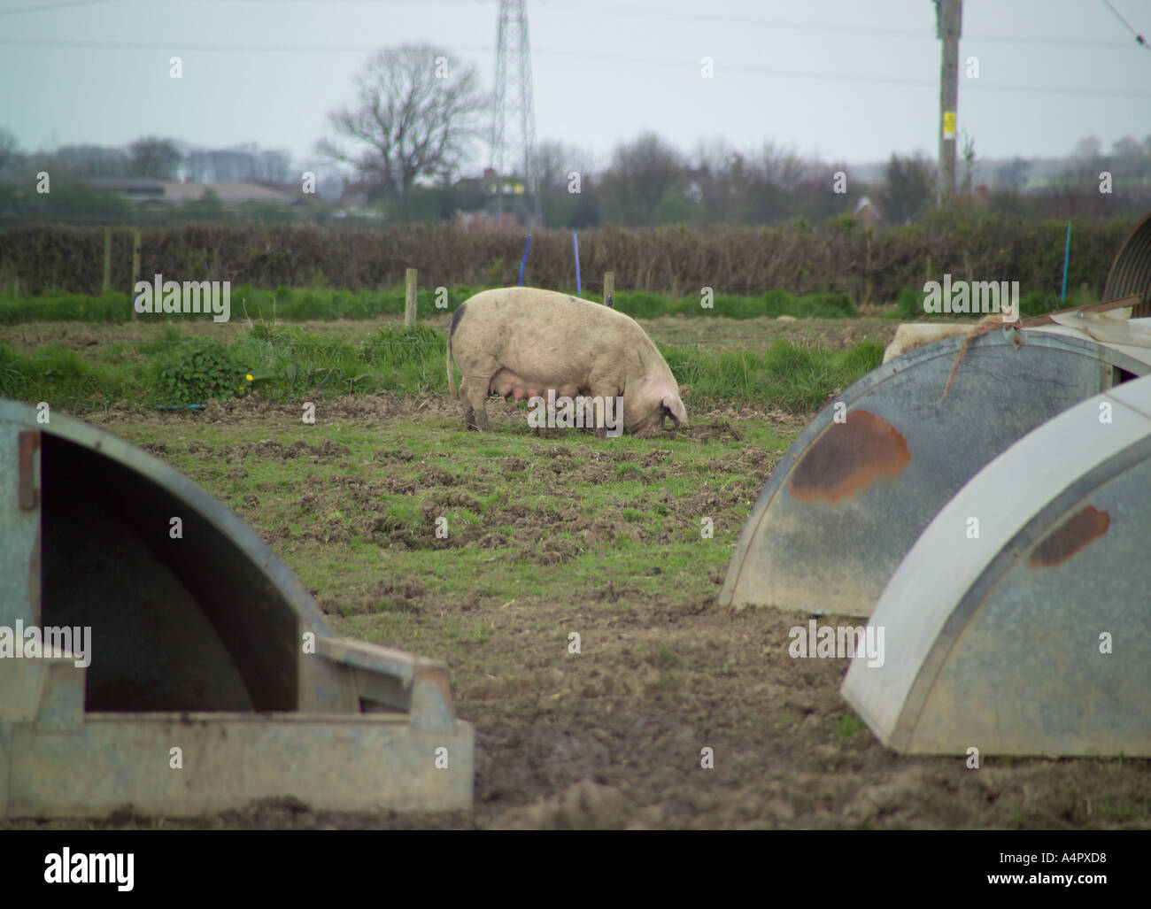 Piggin hi-res stock photography and images - Alamy