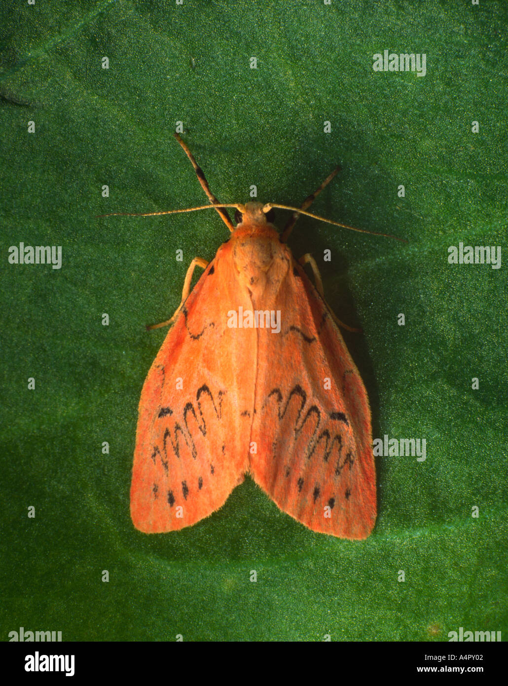 Rosy footman moth hi-res stock photography and images - Alamy