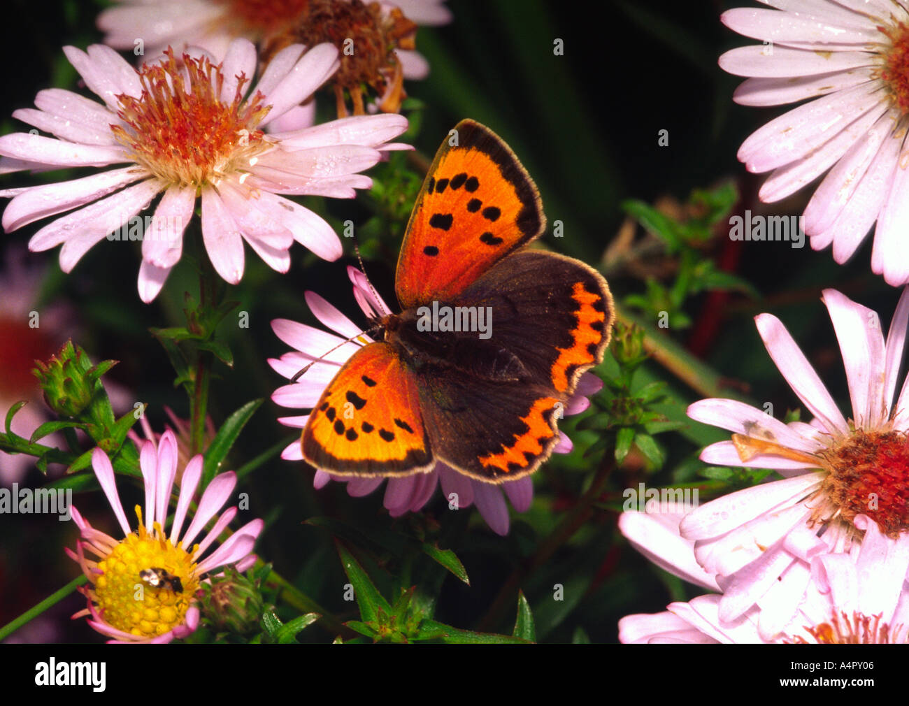 Bronze copper butterfly hi-res stock photography and images - Alamy