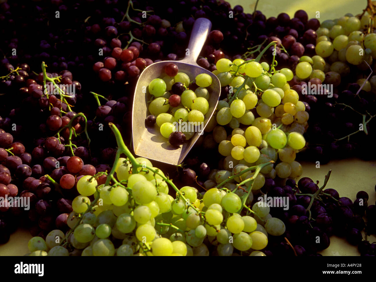 French farmers market bunches hi-res stock photography and images - Alamy