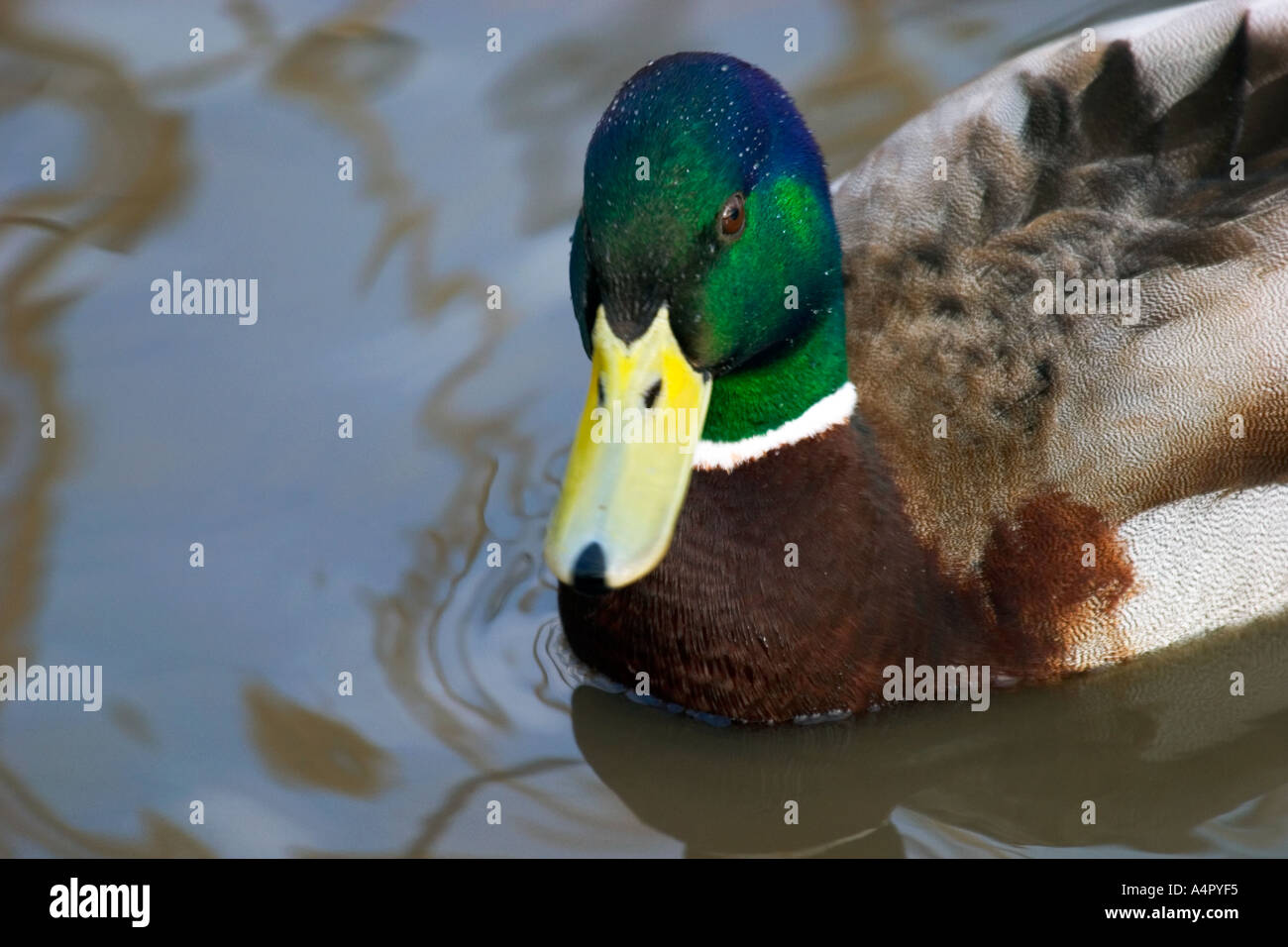 Fiarburn hi-res stock photography and images - Alamy