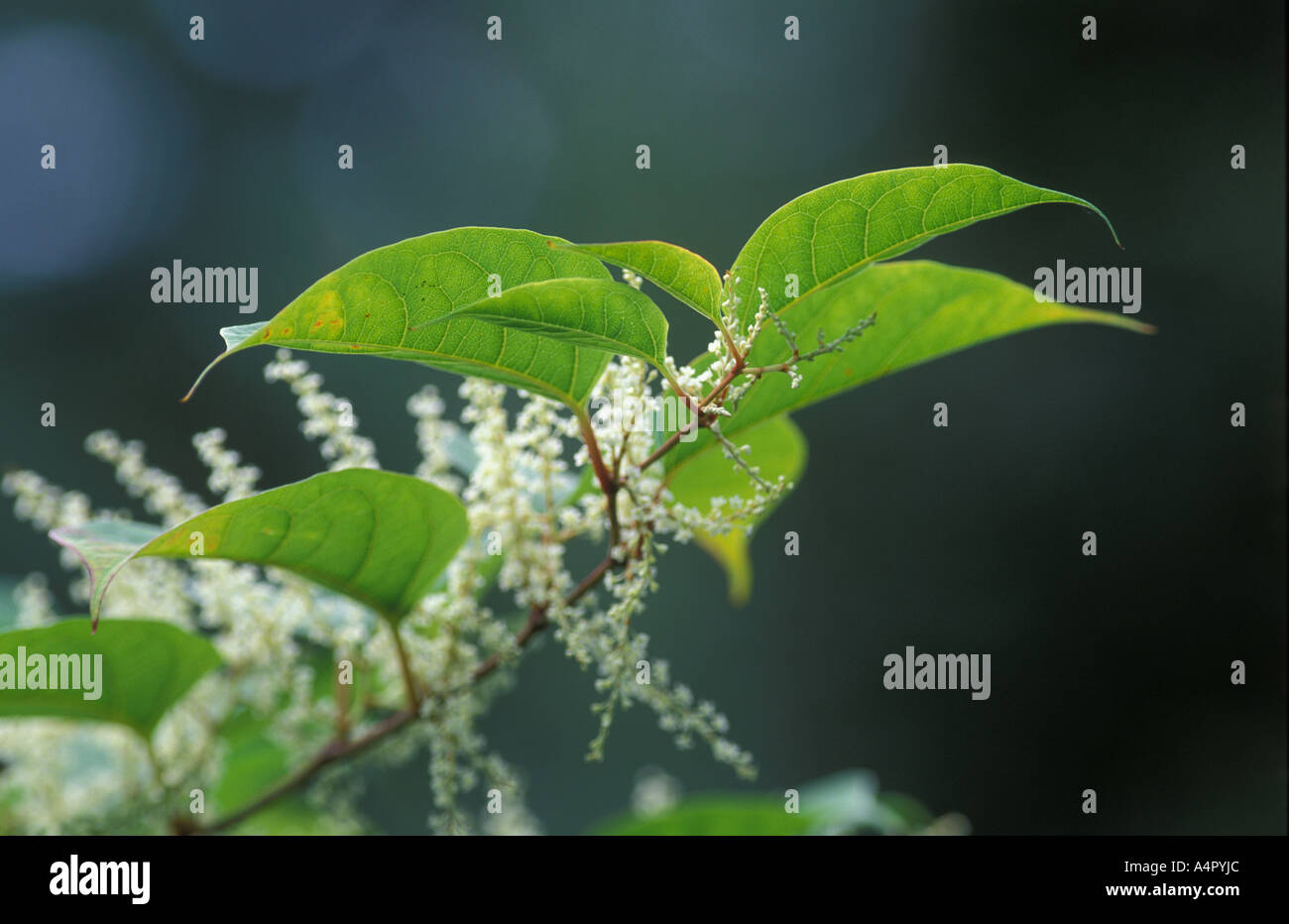 Flowers of Japanese Knotweed Stock Photo - Alamy