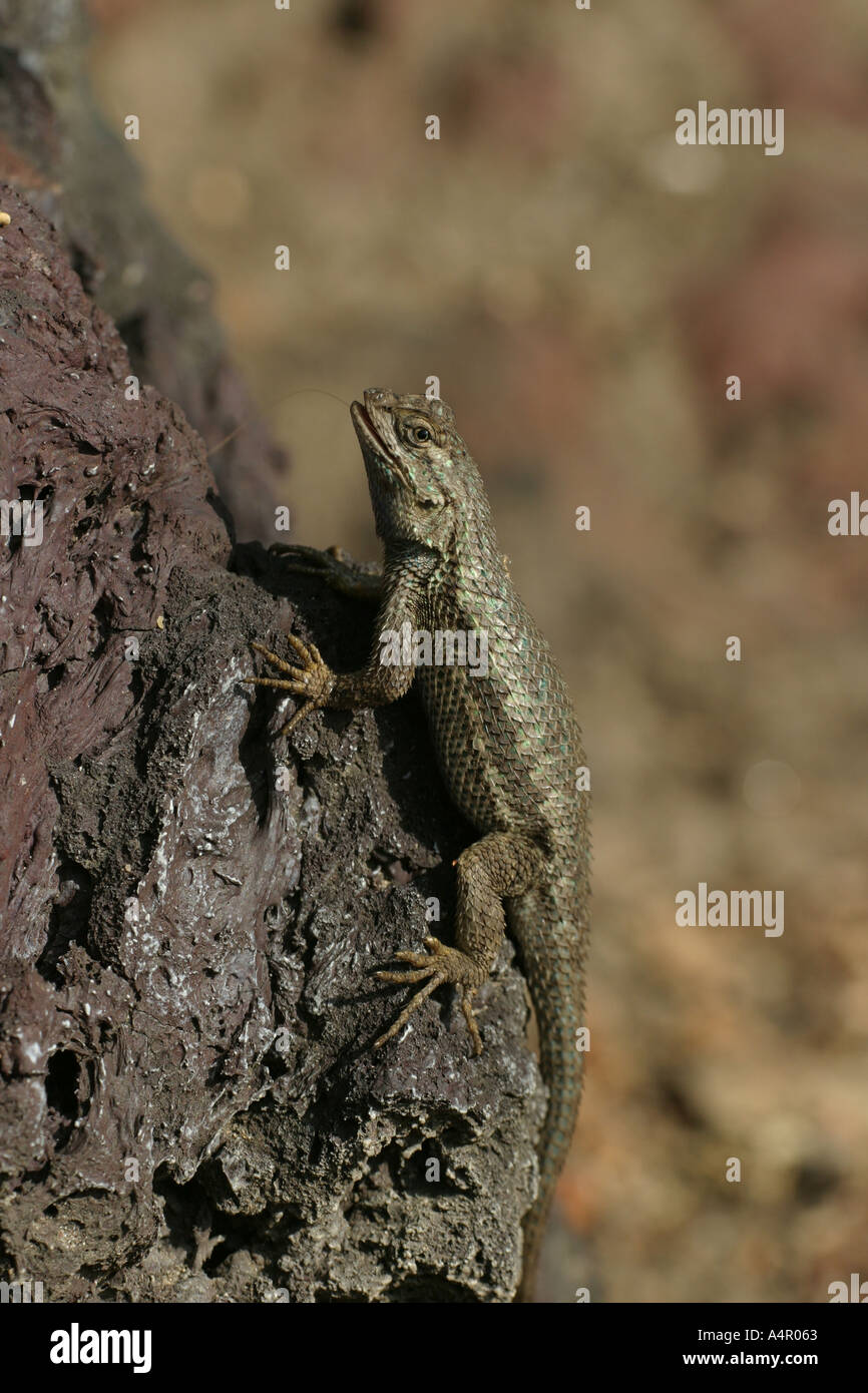 Side blotched lizard with hairlike projection from its mouth on igneous ...