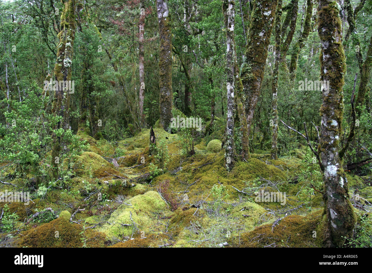 Milford Track NZ Moss Stock Photo - Alamy