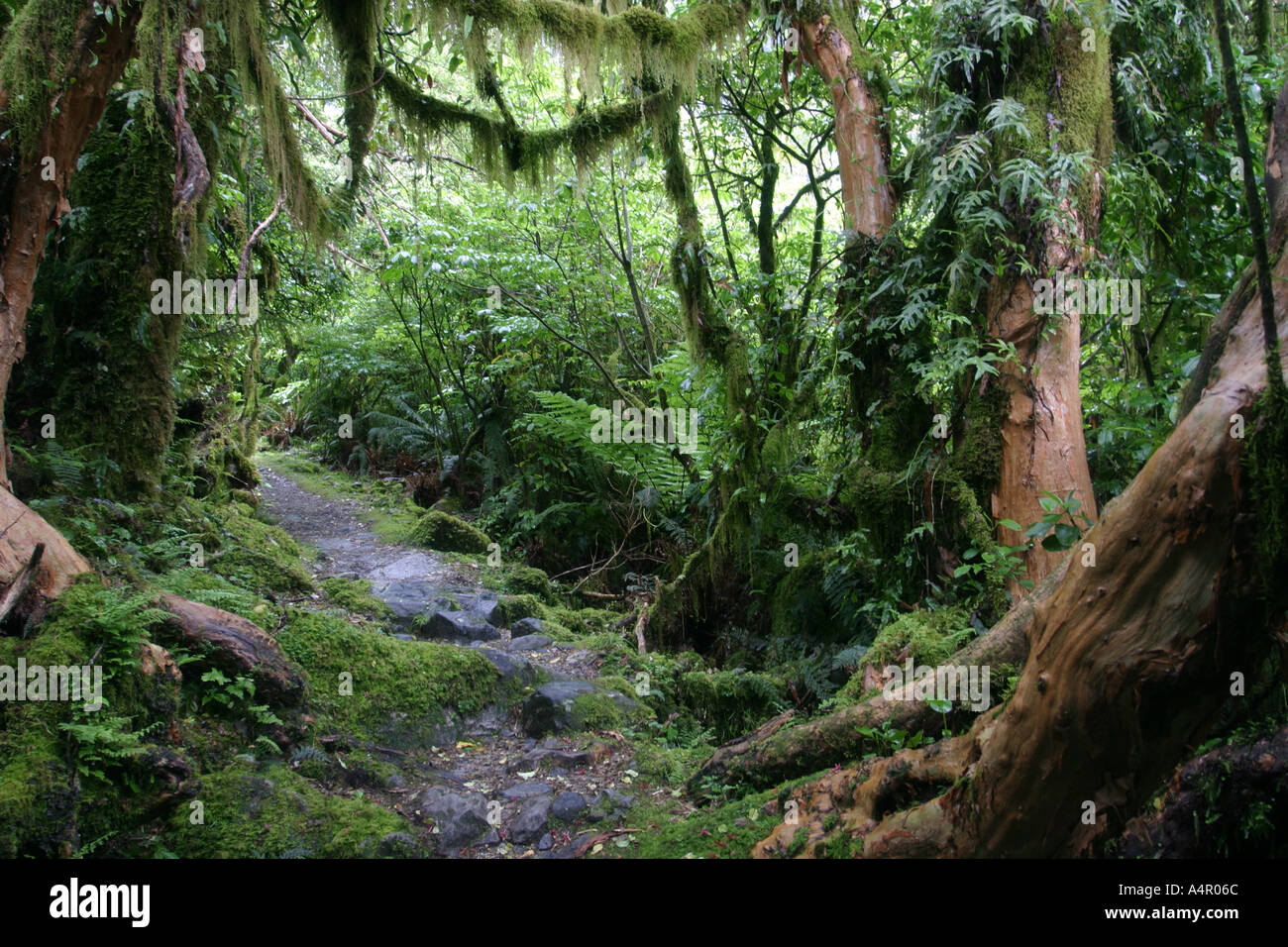 Milford Track NZ Rain Forest Stock Photo - Alamy