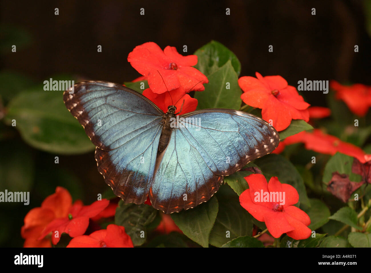 Common Morpho Butterfly Stock Photo - Alamy