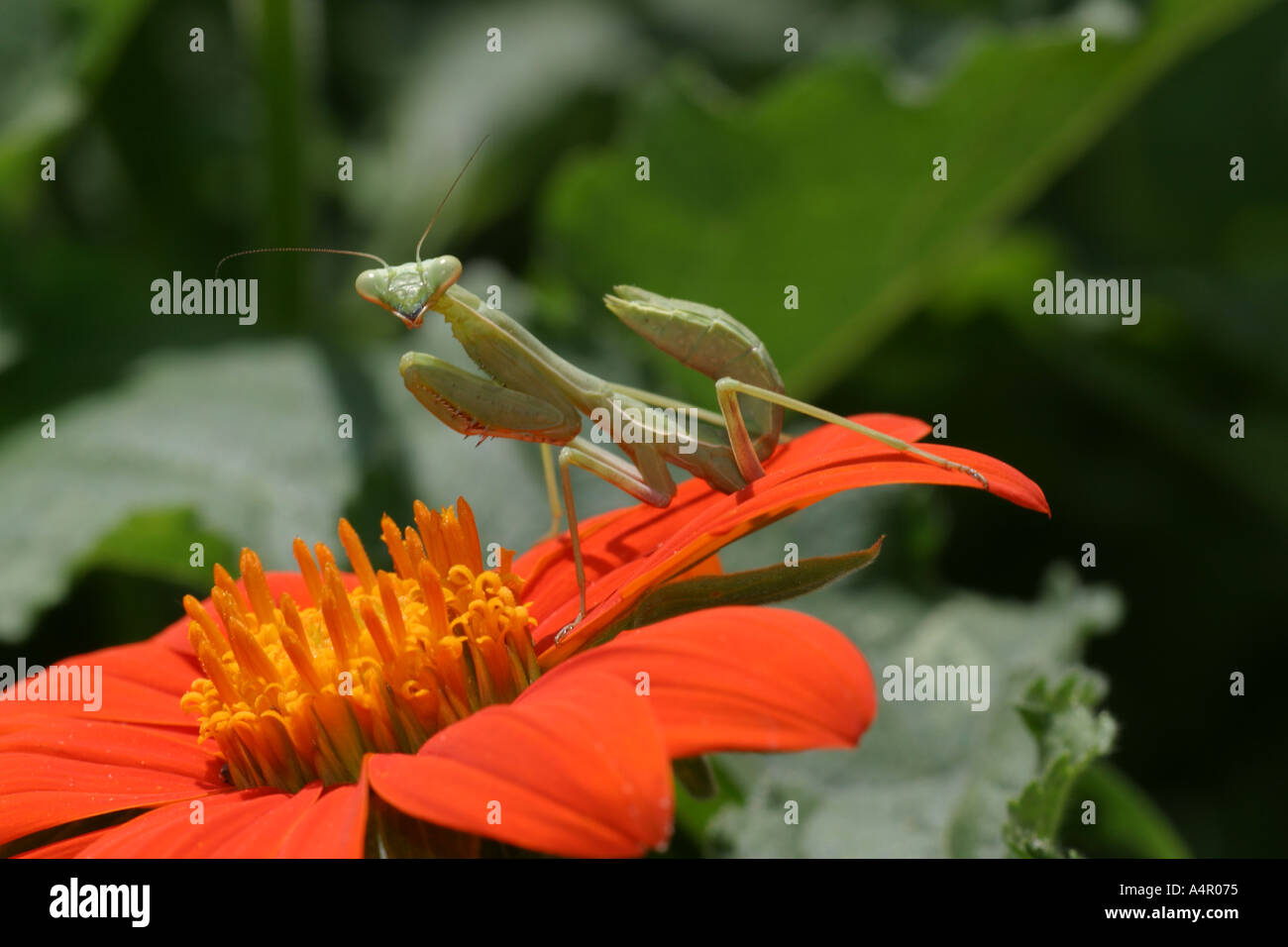 Praying Mantis on Orange Blossom Stock Photo - Alamy