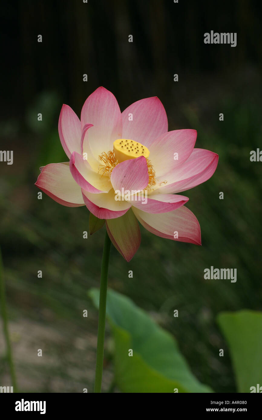 Opened lotus hi-res stock photography and images - Alamy