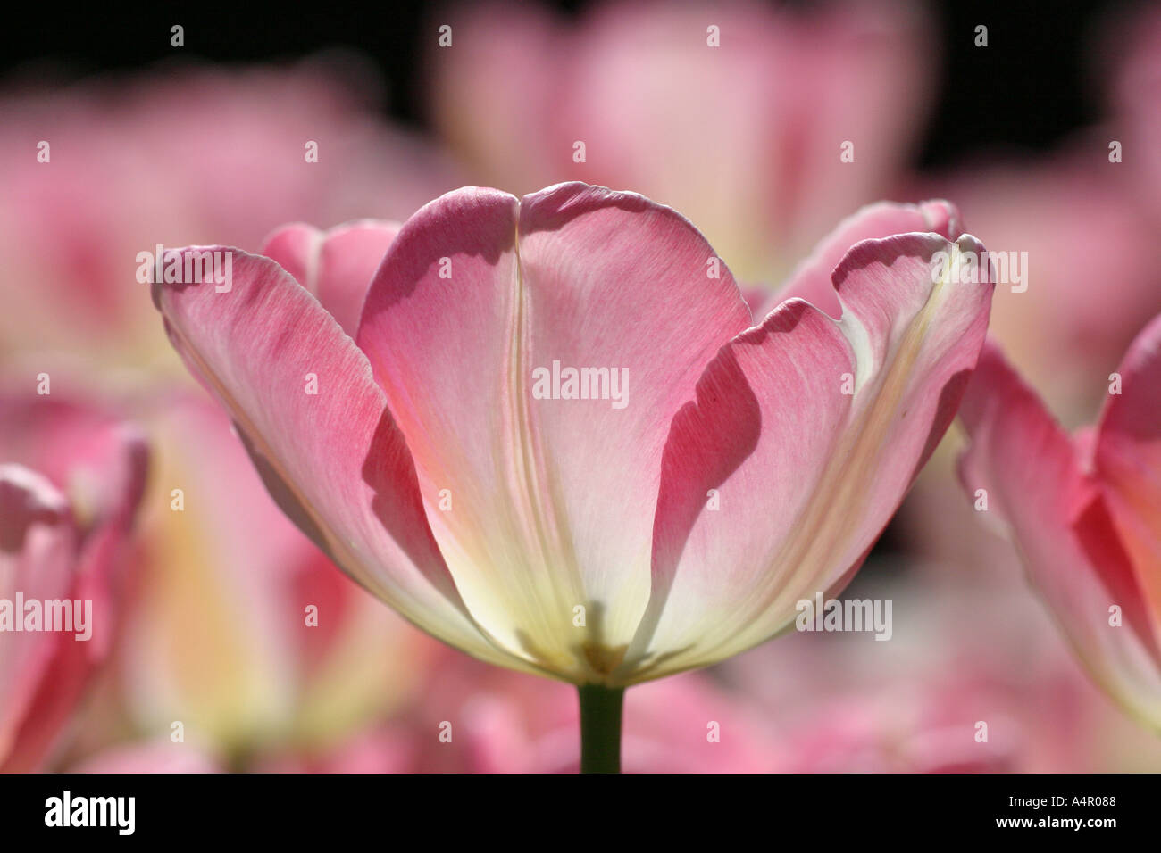 Pink Tulips Backlit Stock Photo - Alamy