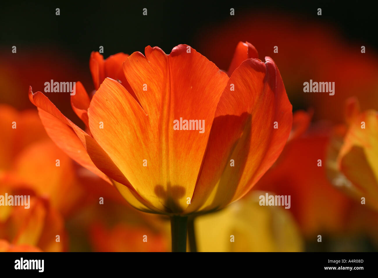 Orange Tulips Backlit Stock Photo - Alamy