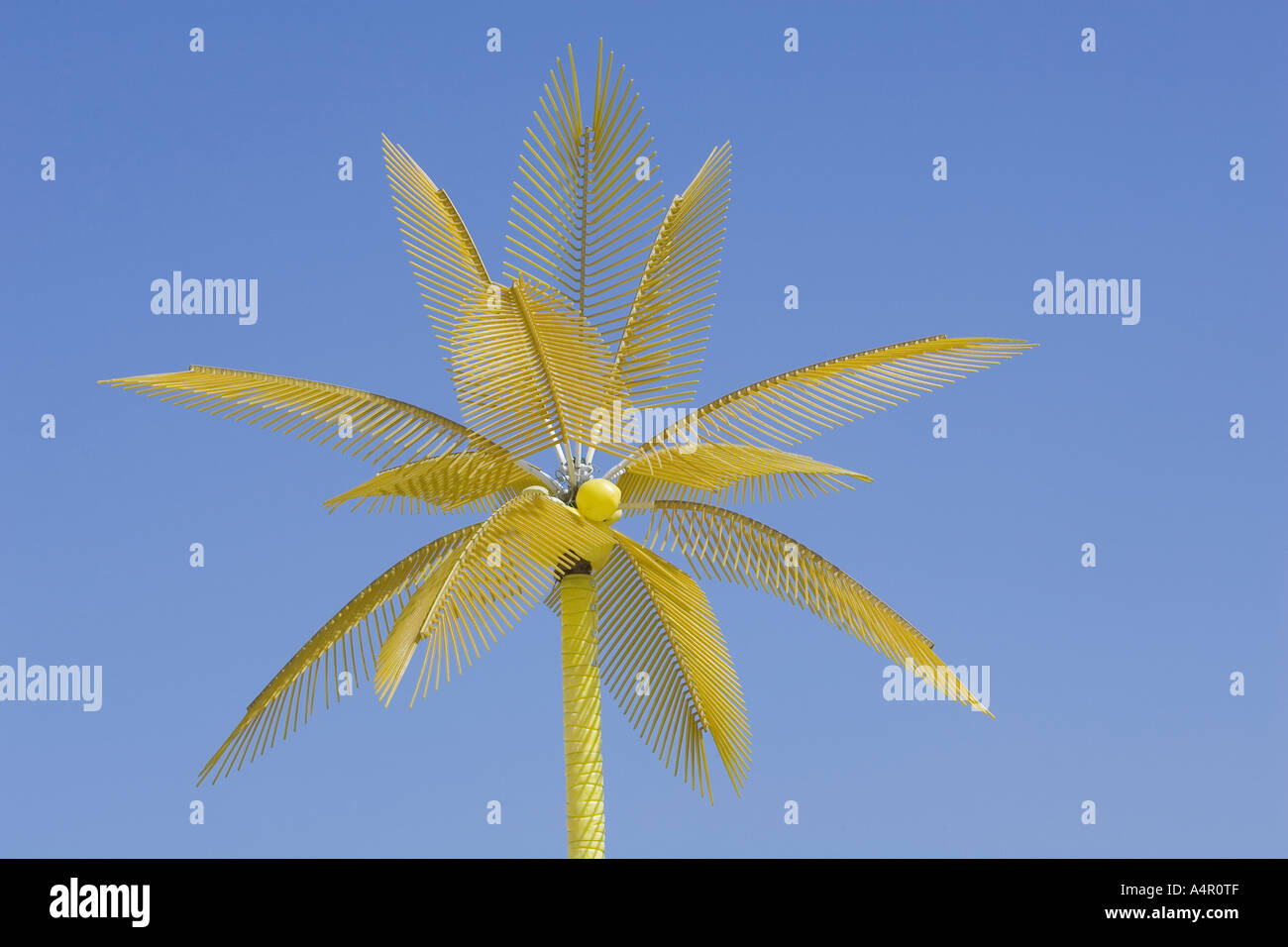 High section view of a coconut palm tree Stock Photo - Alamy