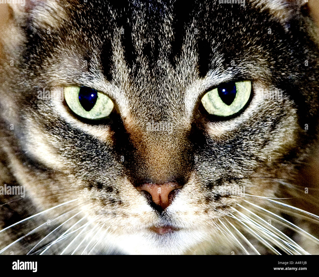 Chigger the Cat Stock Photo - Alamy