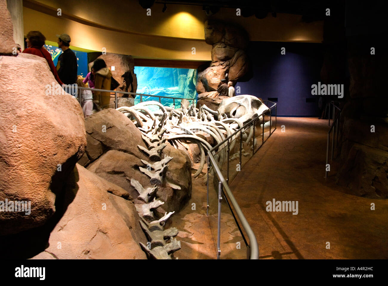 Georgia aquarium exhibit hi-res stock photography and images - Alamy