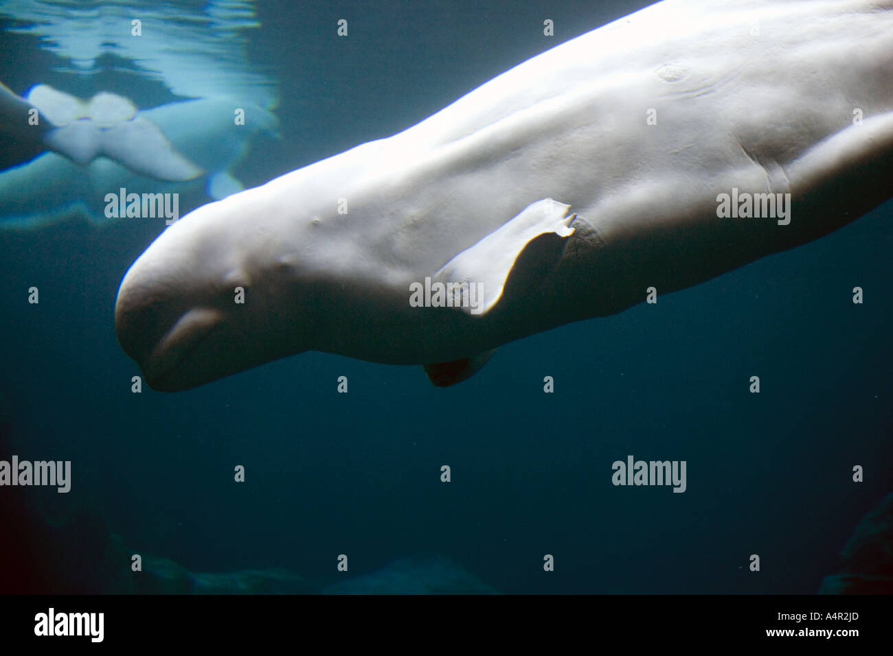 Swimming Beluga Whale Stock Photo - Alamy