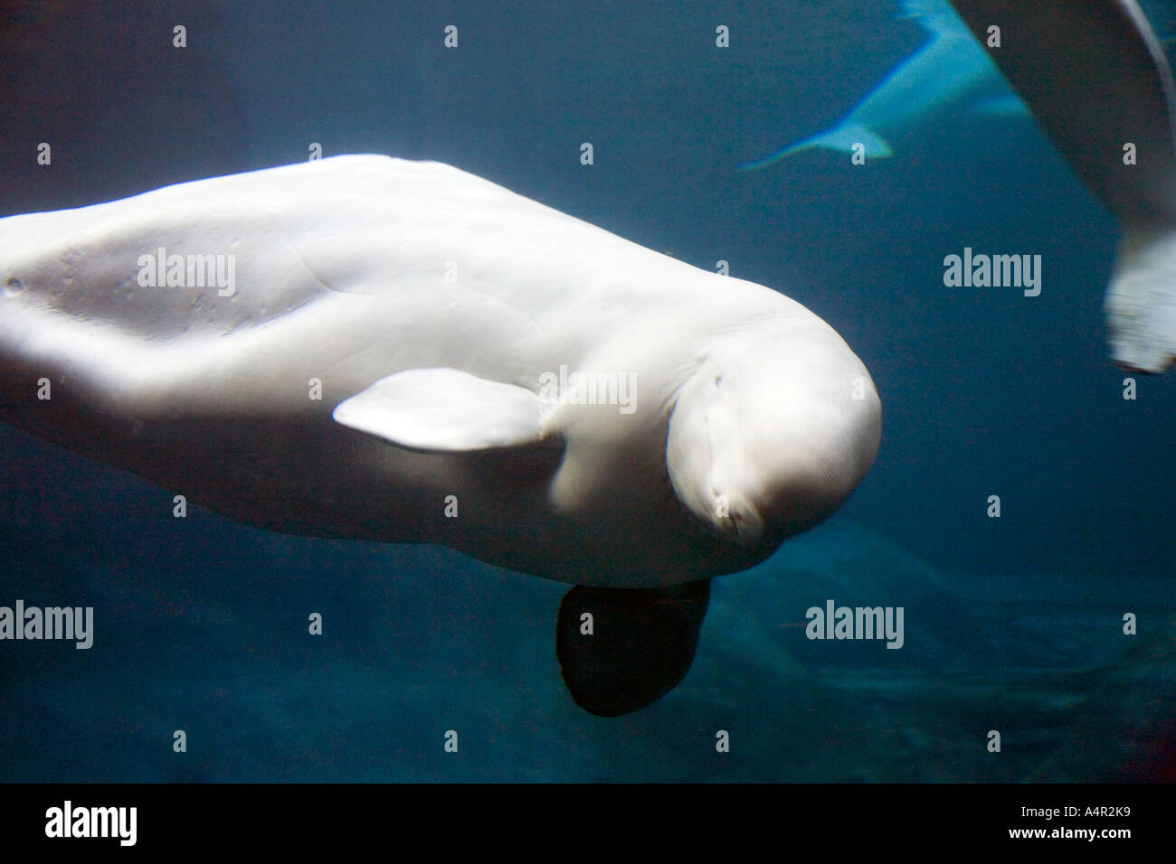 Georgia aquarium beluga hi-res stock photography and images - Alamy