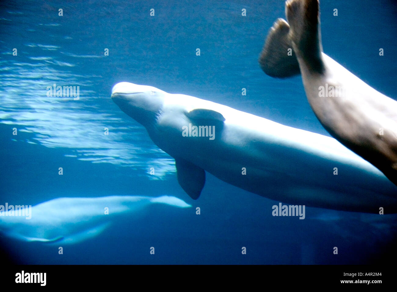 Beluga sturgeon georgia hi-res stock photography and images - Alamy