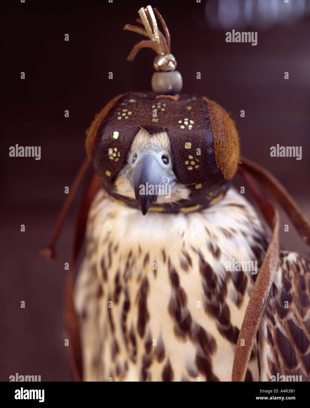 Falcon hood hi-res stock photography and images - Alamy