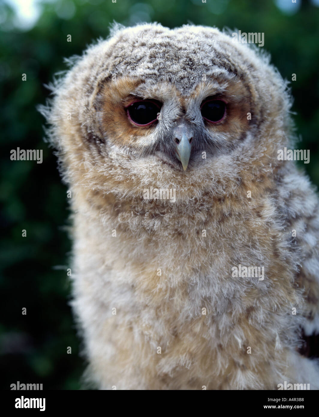 tawny raptor baby young bird prey raptor owl Stock Photo - Alamy