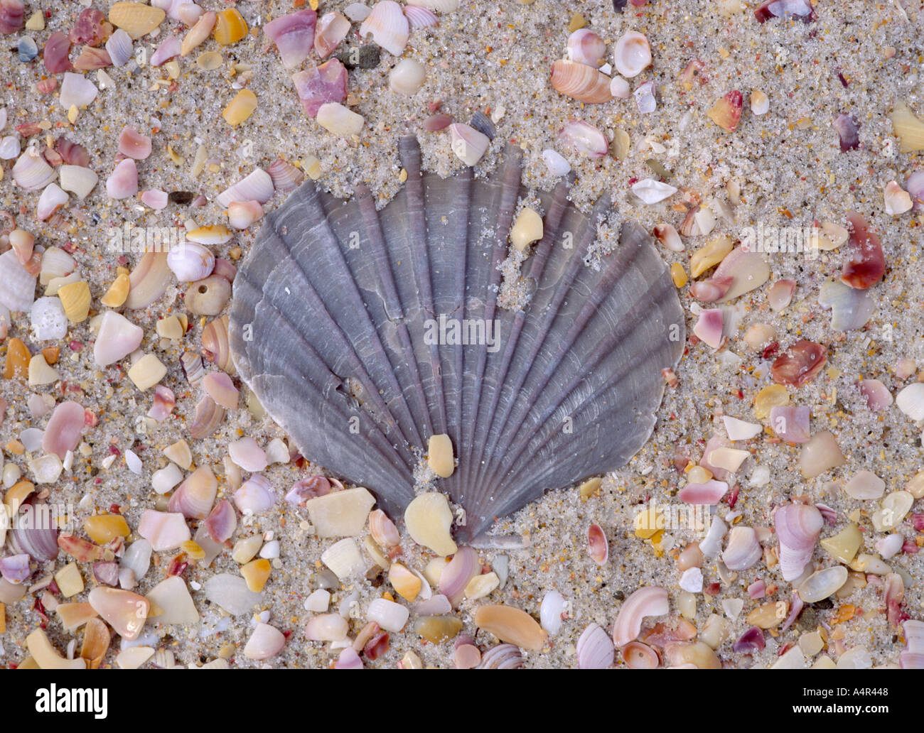 half buried black scallop shell on the beach whilst beachcombing Stock ...