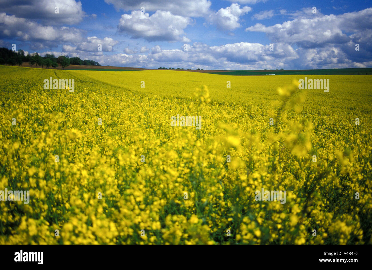 Germany, rape-seed field, Bavarian spring Stock Photo - Alamy