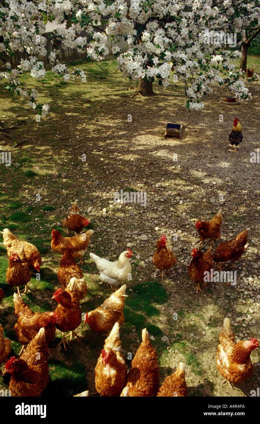 Flocks of chickens hi-res stock photography and images - Alamy
