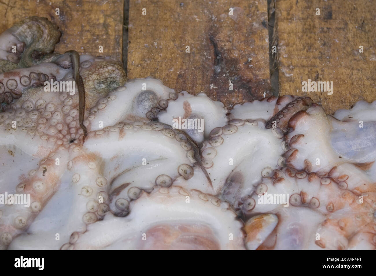 Dead Octopuses High Resolution Stock Photography and Images - Alamy