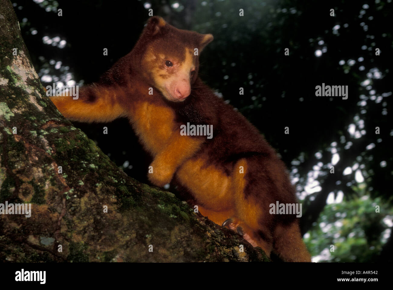 MATSCHIE'S TREE KANGAROO (Dendrolagus matschiei) Papua New Guinea ...