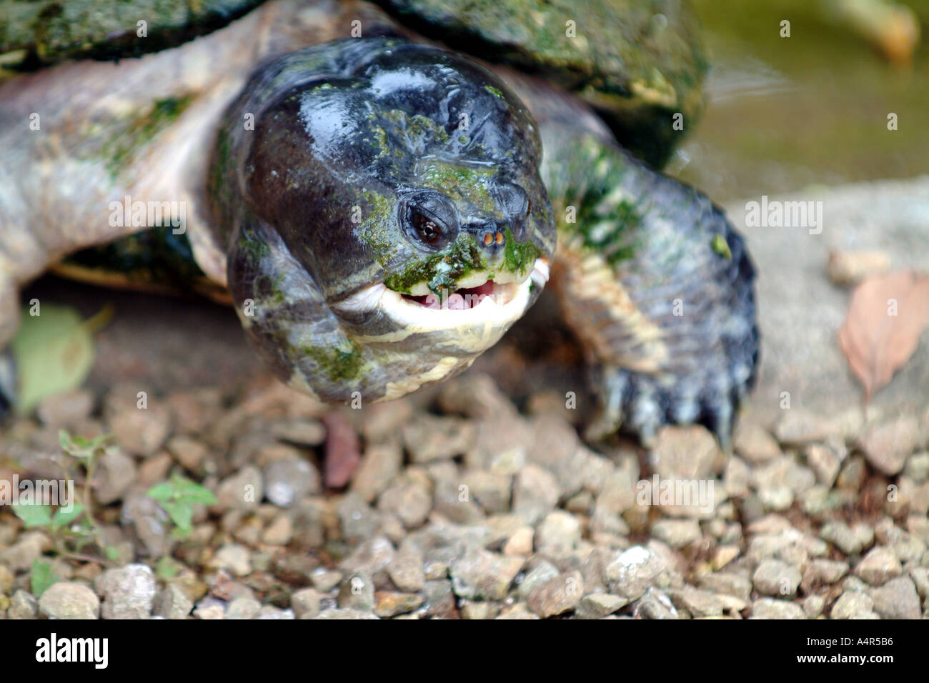Ill manners hi-res stock photography and images - Alamy