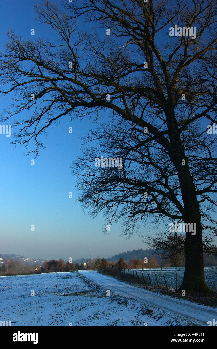 Tree in winter Stock Photo - Alamy