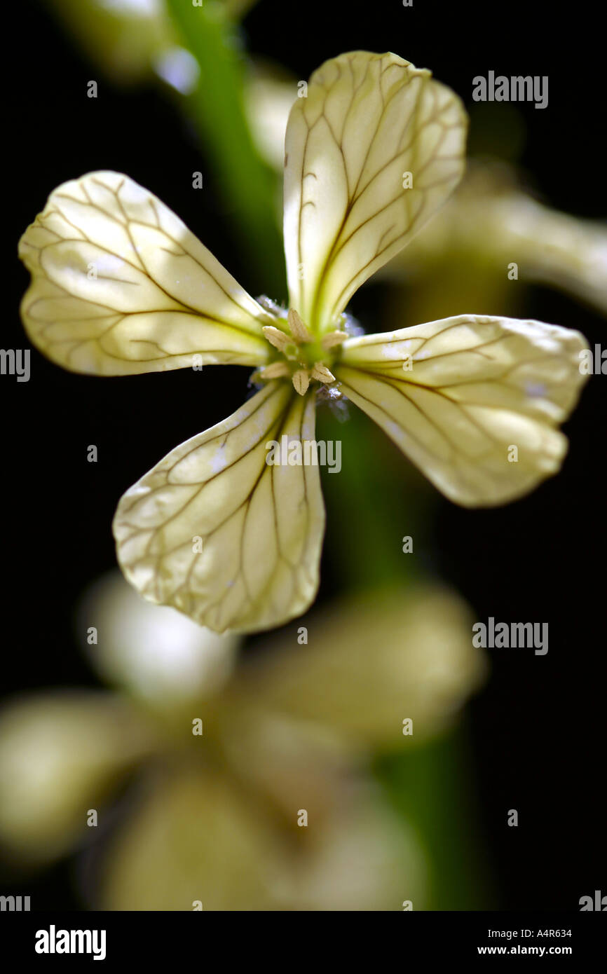 Edible Rocket flower Stock Photo - Alamy