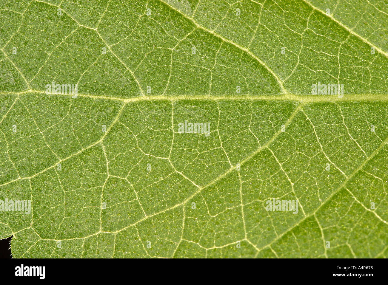 Autotrophy hi-res stock photography and images - Alamy