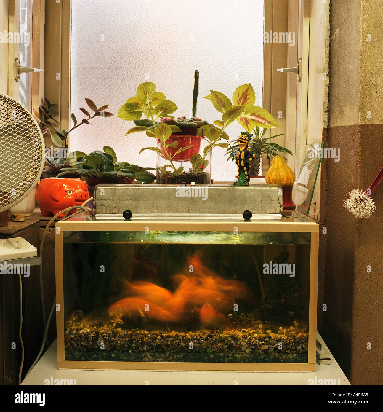 Goldfish inside fish tank hi-res stock photography and images - Alamy