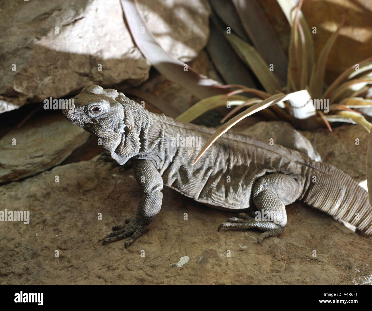 Chuckawalla american desert lizard Stock Photo - Alamy