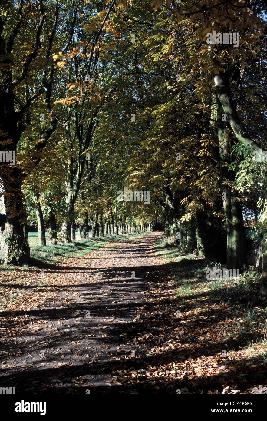 Unmade lane hi-res stock photography and images - Alamy