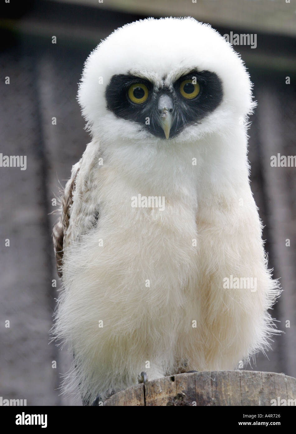 Baby Spectacled Owl Pulsatrix perspicillata Stock Photo - Alamy