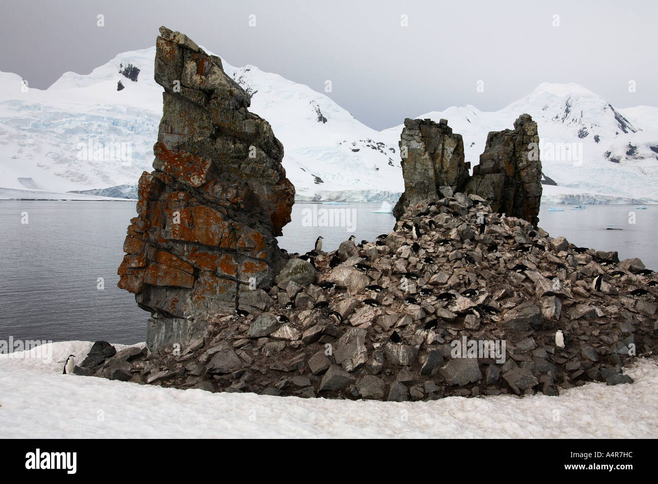 Penguin colony formation hi-res stock photography and images - Alamy