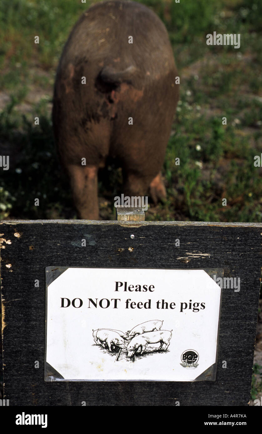 'Do not feed the pigs' sign on a farm in Suffolk, UK Stock Photo - Alamy