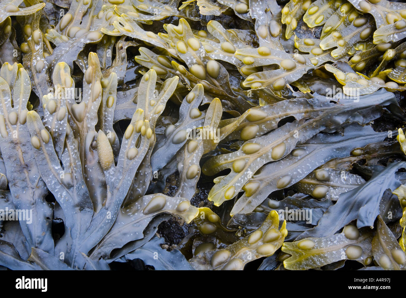 Bladder wrack Seaweed Fucus vesiculosus on the beach at Robin Hood s ...
