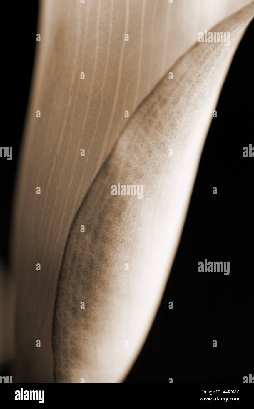 Sepia pretty soft calla lilly flower hi-res stock photography and ...