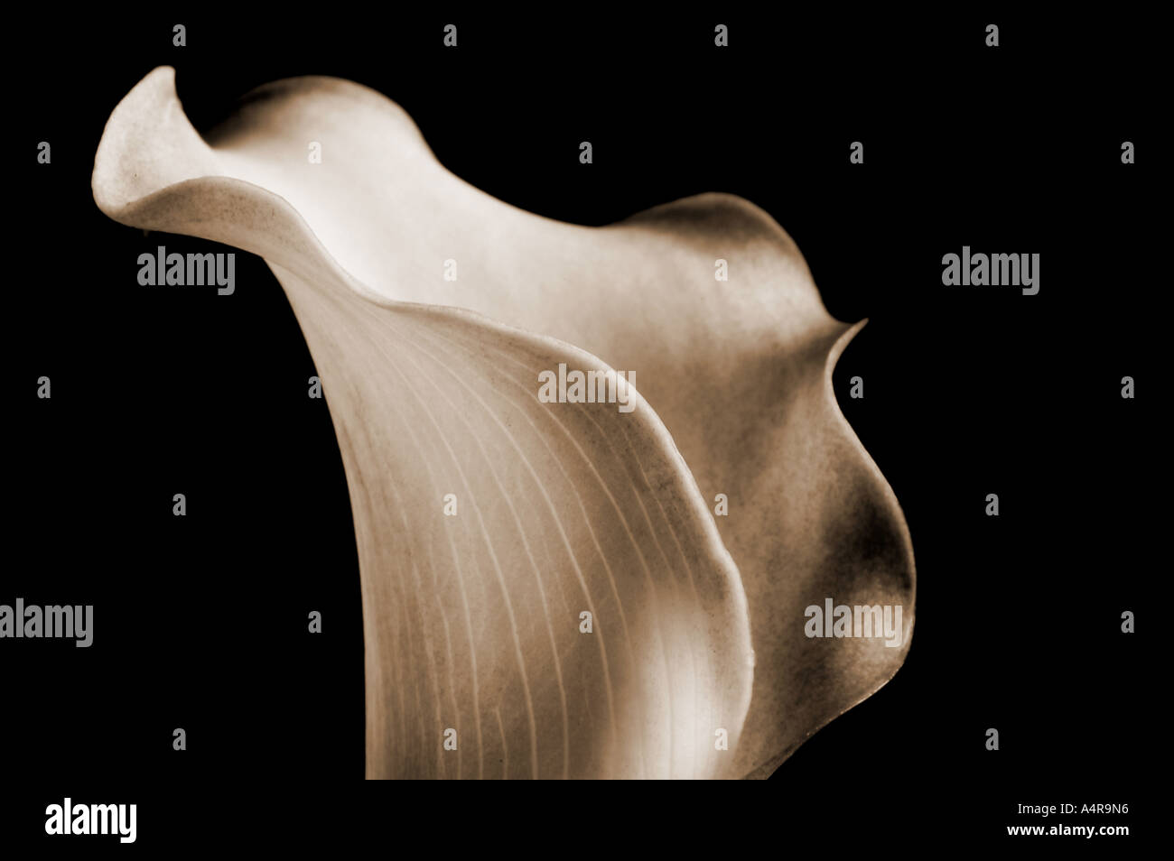 Sepia pretty soft calla lilly flower hi-res stock photography and ...