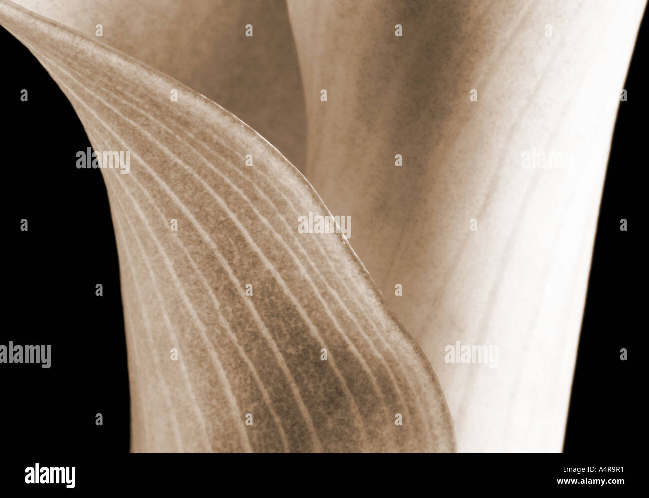 Sepia pretty soft calla lilly flower hi-res stock photography and ...