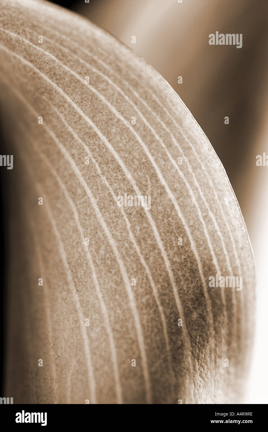 Sepia pretty soft calla lilly flower hi-res stock photography and ...