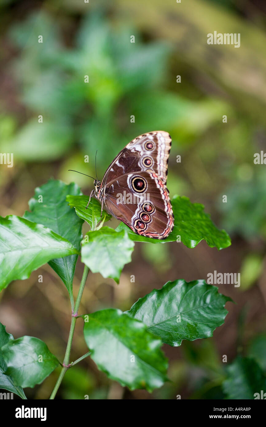 Common morpho butterfly adult Morpho pelaides Stock Photo - Alamy