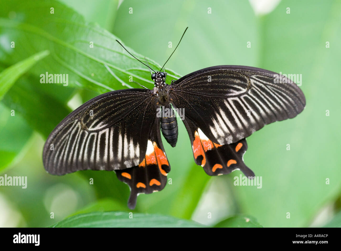 The Common Mormon Papilio polytes is a common species of swallowtail ...