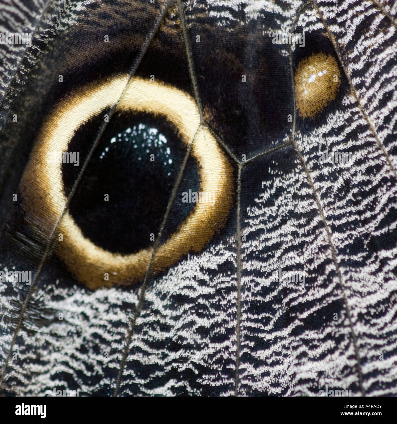 Eye butterfly hi-res stock photography and images - Alamy