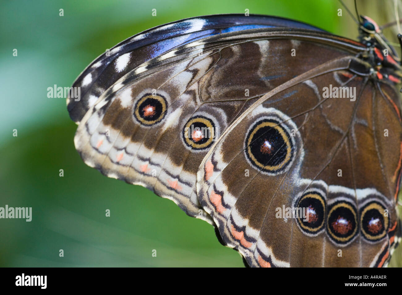 Pelaides hi-res stock photography and images - Alamy