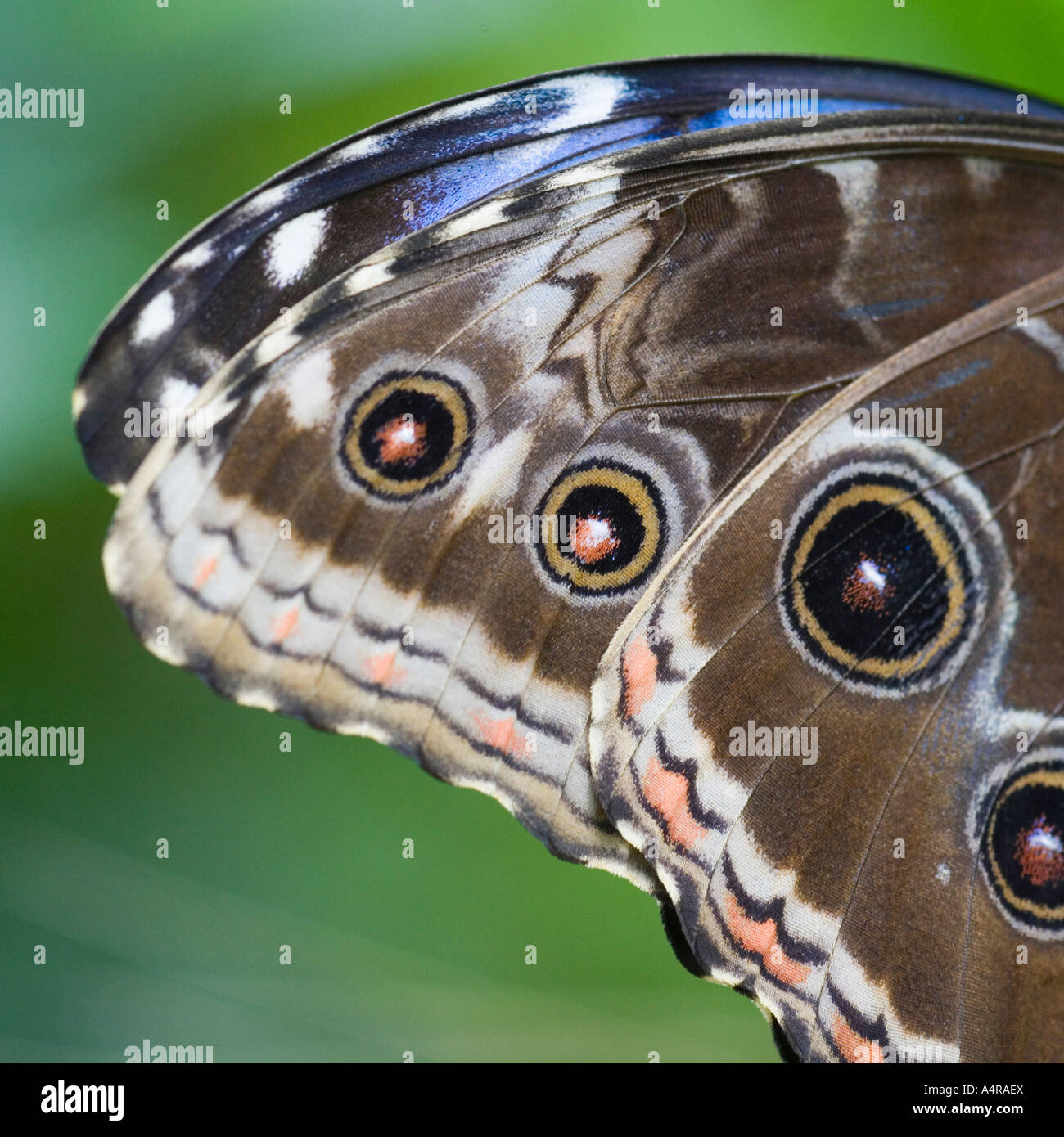 Morpho farm hi-res stock photography and images - Alamy