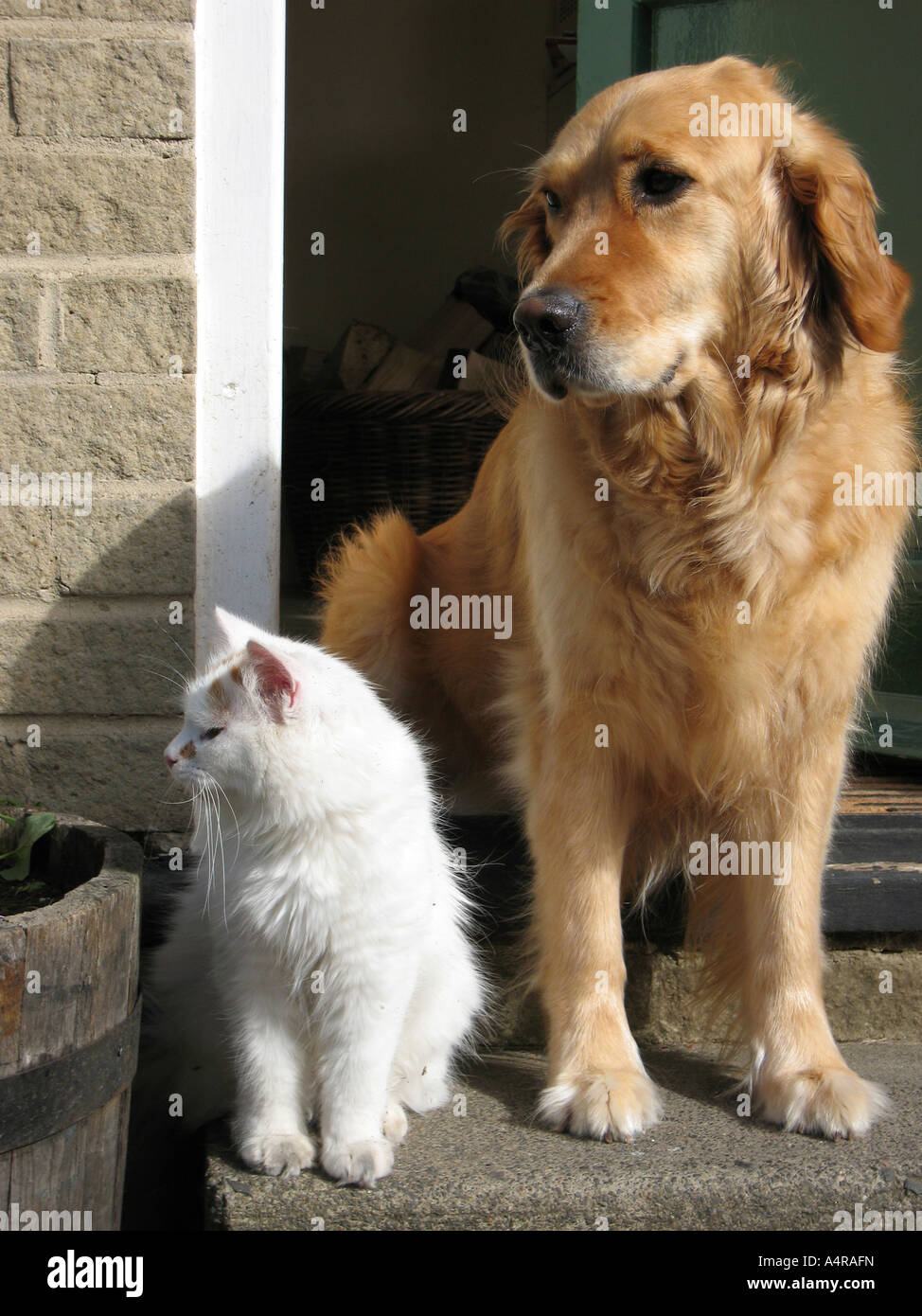 Cat and dog sat on a door step Stock Photo - Alamy