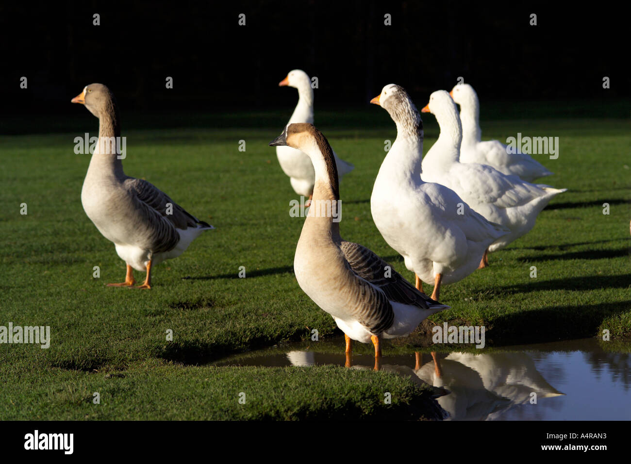 A gaggle or flock of geese goose at waters edge Golden Acre Park, Leeds ...